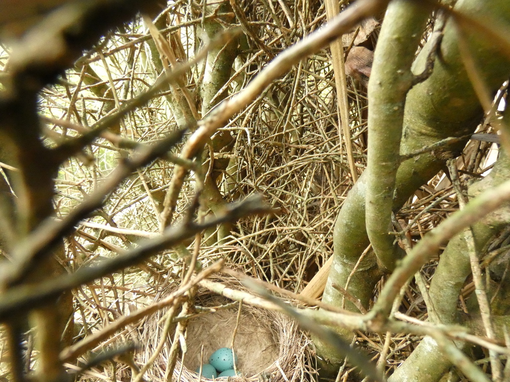 Western European Song Thrush from Benmore, New Zealand on October 28 ...