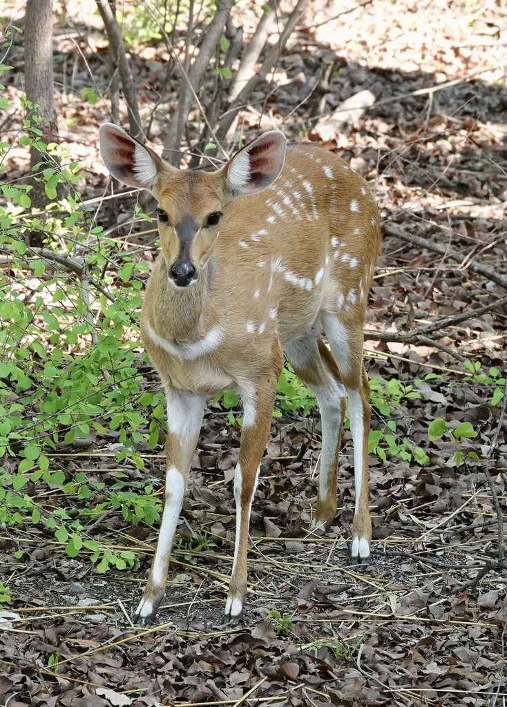 Chobe Bushbuck from Zambezi National Park, 19, Matabeleland North, ZW ...