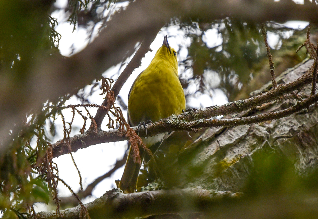Yellowhead in November 2023 by bwedderburn · iNaturalist