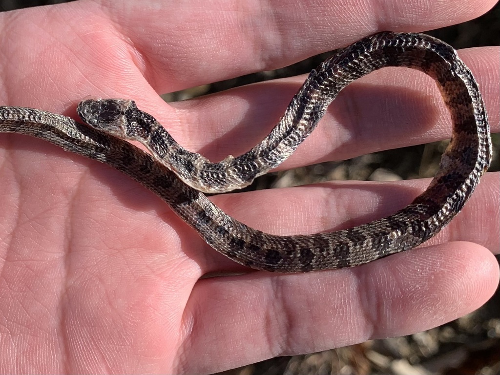 Oriental Odd-tooth Snake in November 2023 by ak_s · iNaturalist