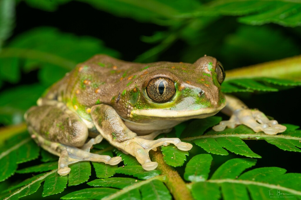 Yellow-spotted Tree Frog from Lugela, Mozambique on May 30, 2024 at 10: ...