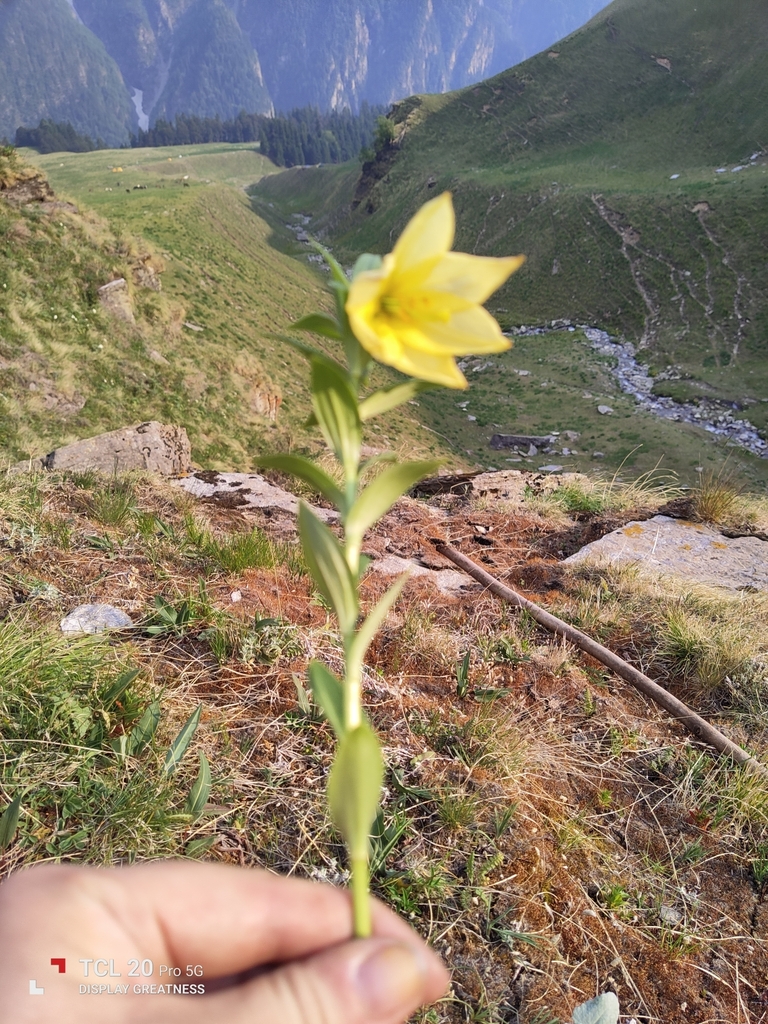Royle's Lily from Chirgaon, Himachal Pradesh 171208, India on June 16 ...
