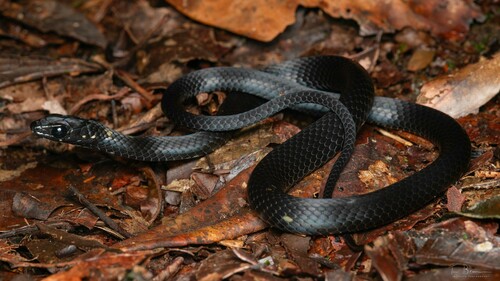 Green Water Snake (Philothamnus hoplogaster) - Snakes and Lizards