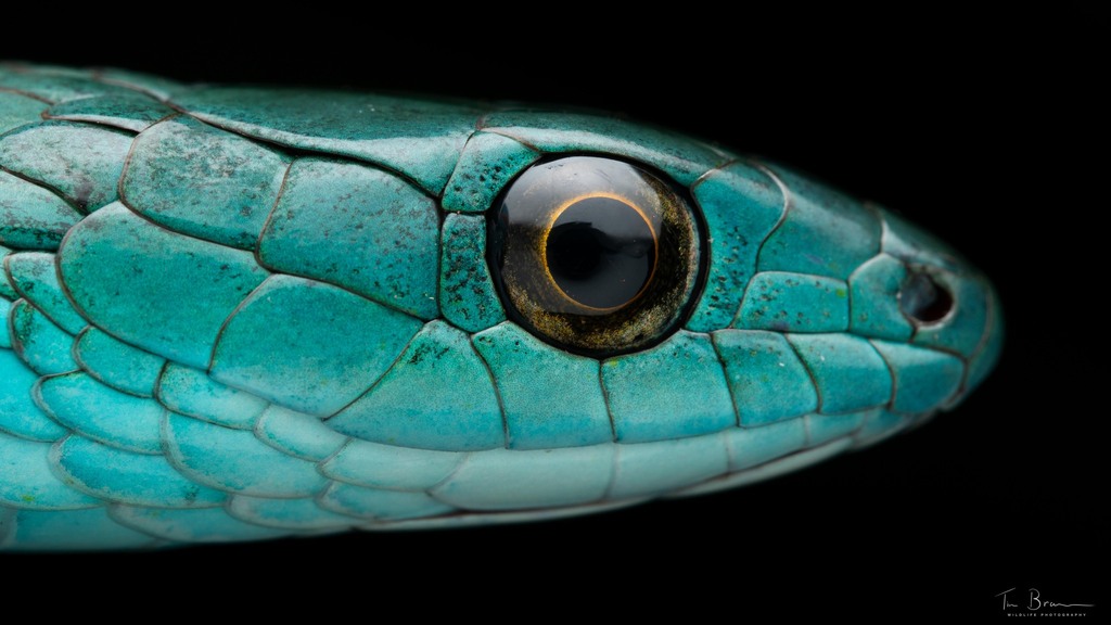 Green Water Snake from Lugela, Mozambique on June 6, 2024 at 11:26 AM ...