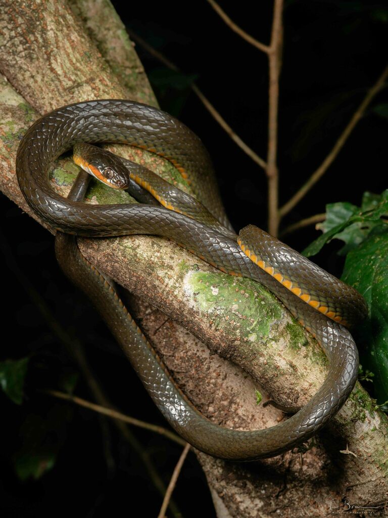 Montane Forest Tree Snake in June 2024 by Tim Brammer · iNaturalist