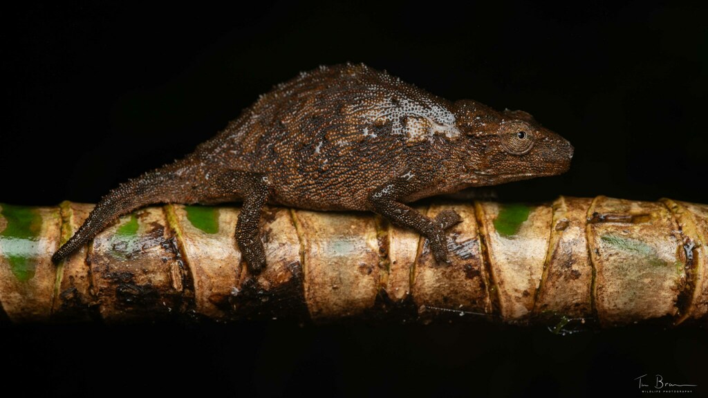 Gorongosa Pygmy Chameleon in June 2024 by Tim Brammer · iNaturalist
