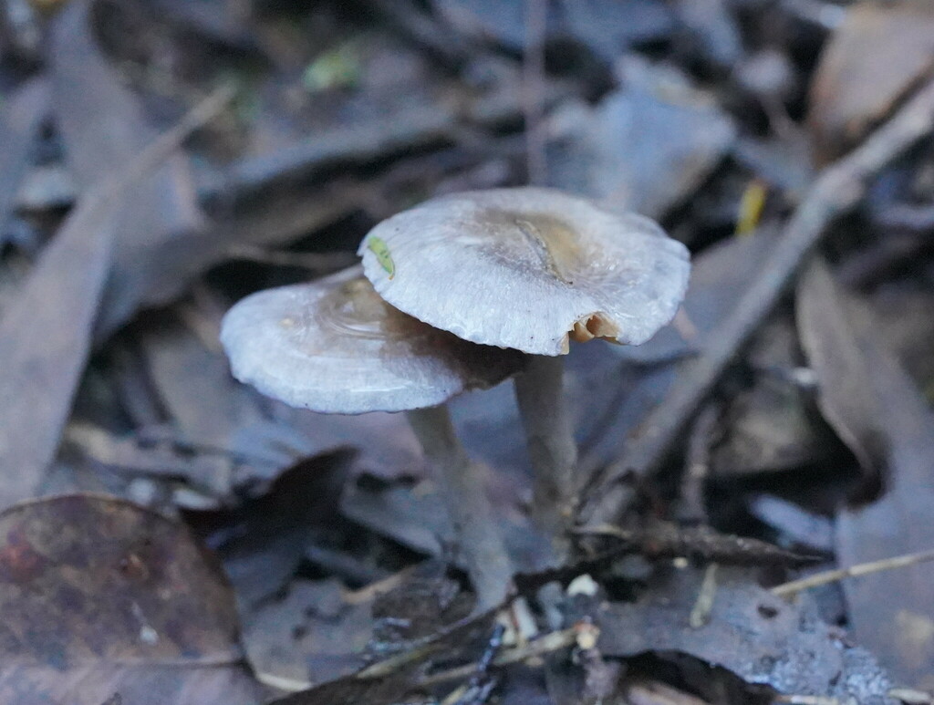 Webcaps from Wesburn VIC 3799, Australia on June 23, 2024 at 09:11 AM ...