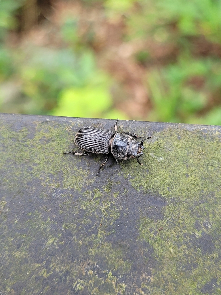 Nigidius sinicus from 香港山頂 on June 24, 2024 at 03:09 PM by nokbeetles ...