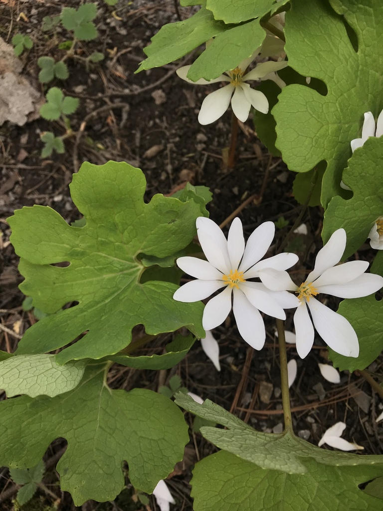 bloodroot from Mississippi Mills, Mississippi Mills, ON, CA on May 22 ...