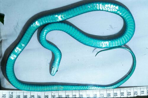 Green Water Snake (Philothamnus hoplogaster) - Snakes and Lizards