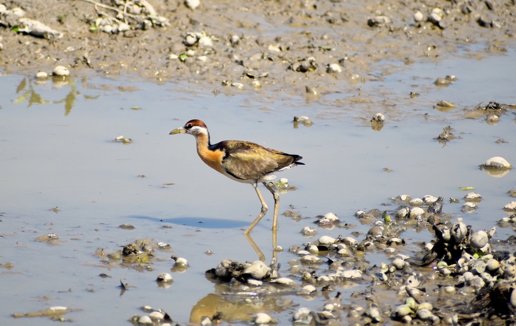 Bronze-winged Jacana from 8676+MF6 Merbil-Sasoni Eco-tourism Park ...