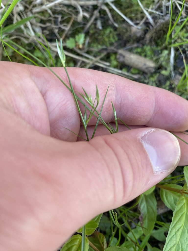 Toad rush from University Of York Campus West Designed Landscape, York ...