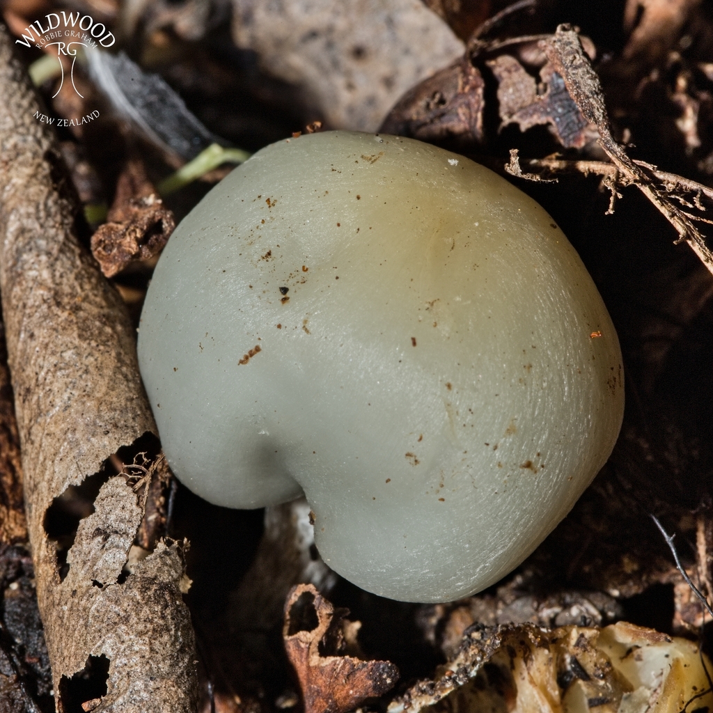 Psilocybe weraroa from Waiotahe 3198, New Zealand on June 22, 2024 at ...
