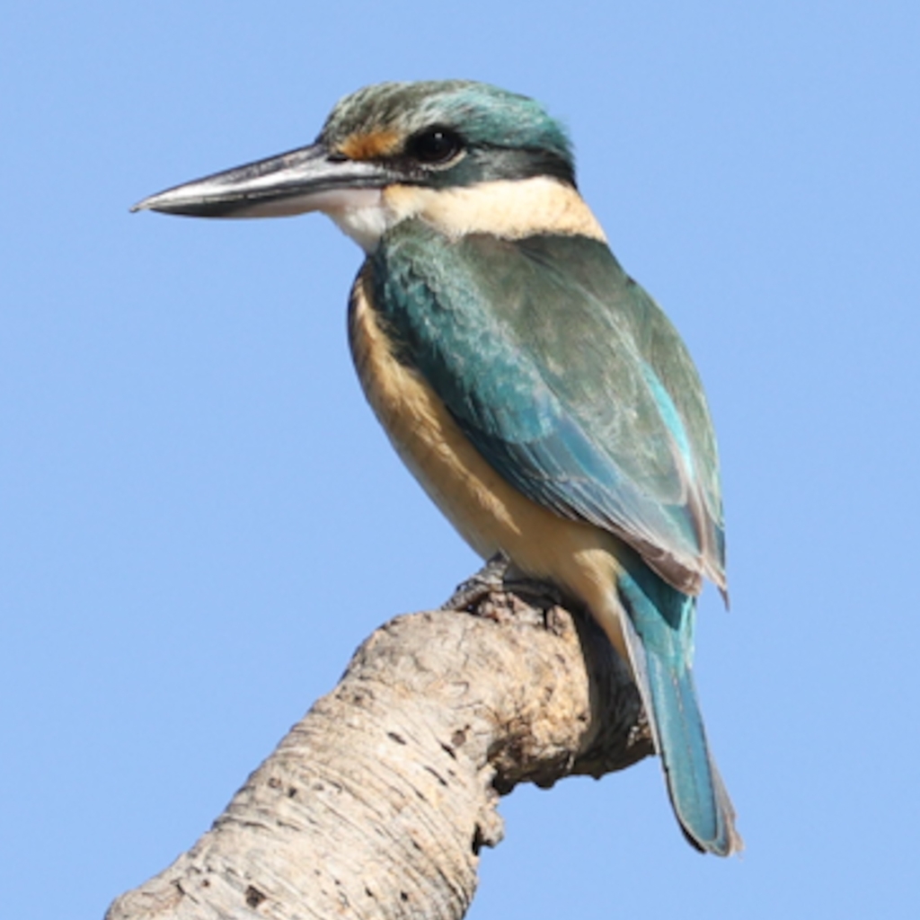 Sacred Kingfisher from Marrakai NT 0822, Australia on June 23, 2024 at ...
