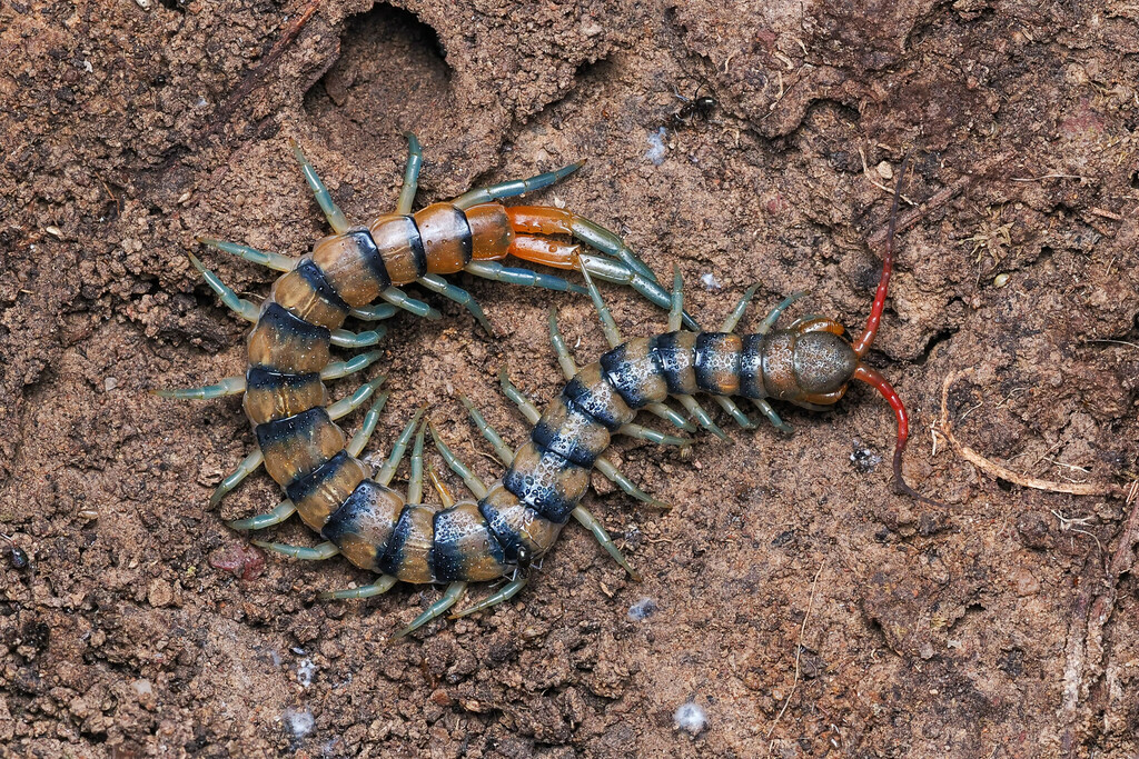 Red-headed Centipede from Durikai State Forest, Karara QLD 4352 ...