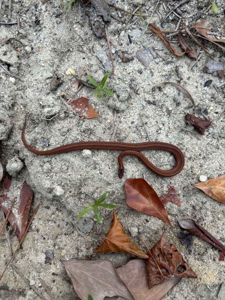 Red-bellied Snake in June 2024 by Colin Krug · iNaturalist
