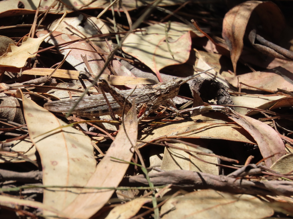 Bark-mimicking Grasshopper from Turill NSW 2850, Australia on January ...
