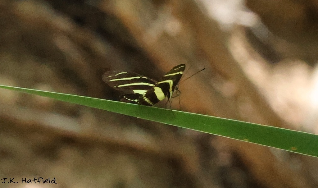 Zebra Longwing from E Canyonview Dr, Ransom Canyon, TX, US on June 23 ...