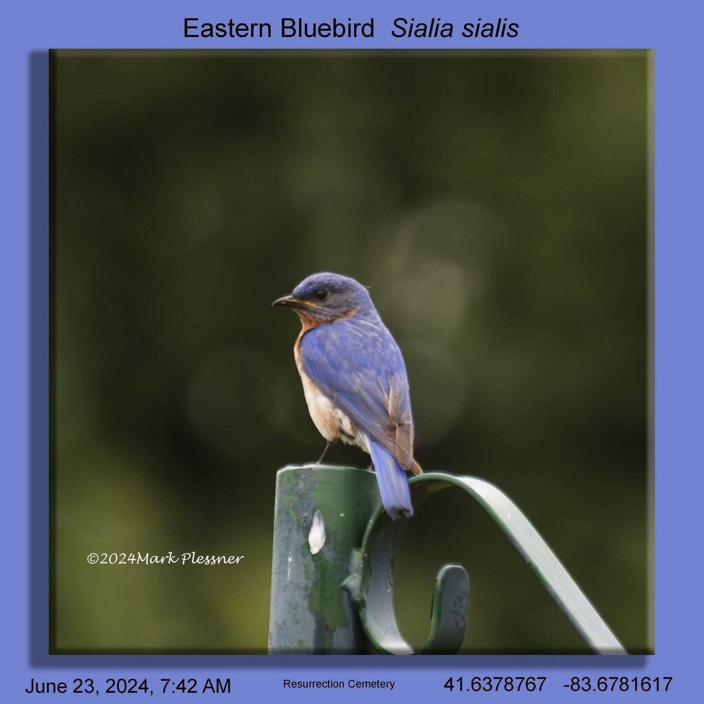 Eastern Bluebird from Reynolds Corners, Toledo, OH, USA on June 23 ...