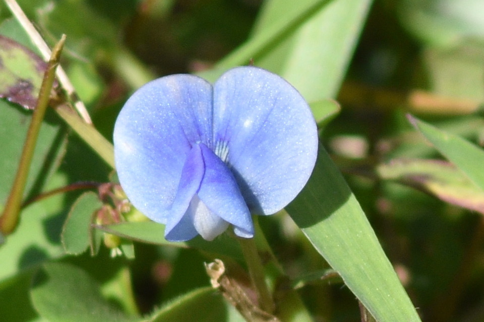 creeping vigna from Ballina NSW 2478, Australia on May 23, 2024 at 11: ...