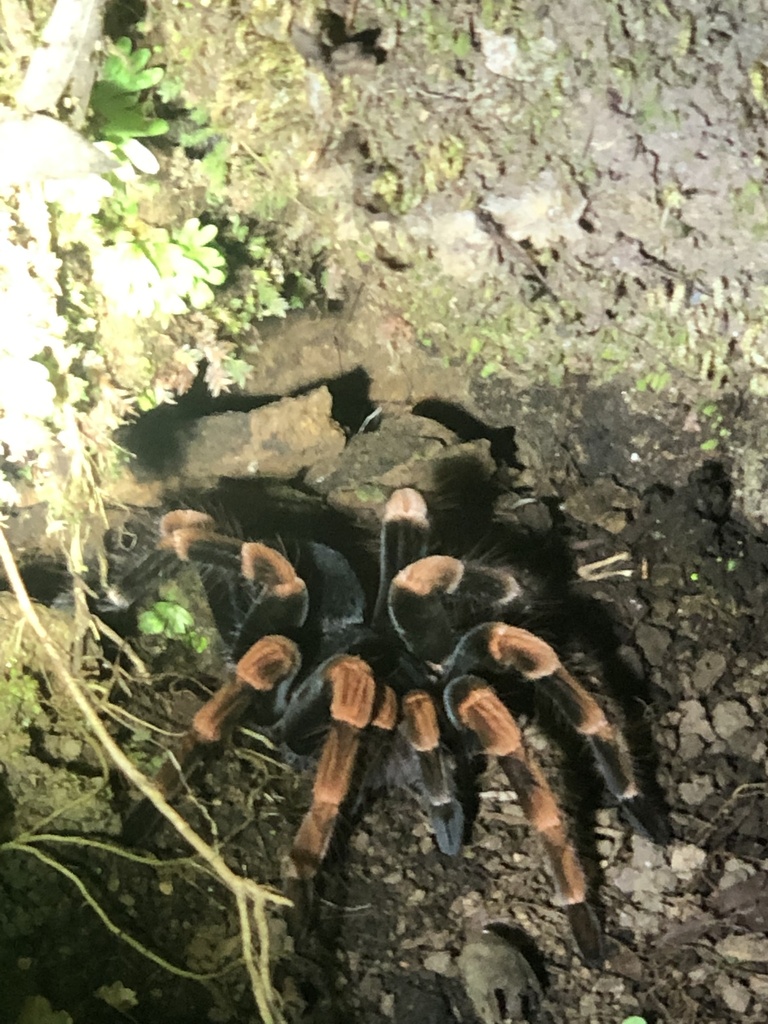 Costa Rican Redleg Tarantula from Puntarenas, CR on December 7, 2021 at ...