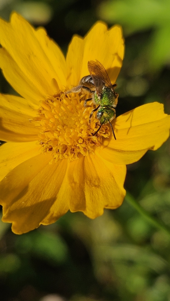 Bicolored Striped Sweat Bee from Belknap, Louisville, KY 40205, USA on ...
