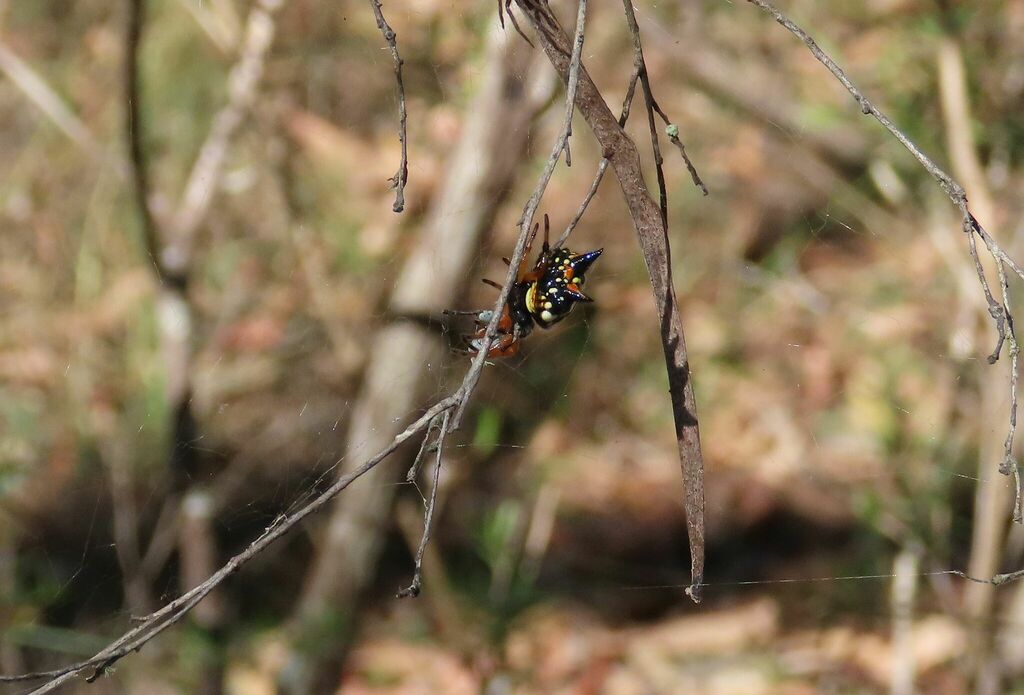 Christmas Jewel Spider from Turill NSW 2850, Australia on January 25 ...