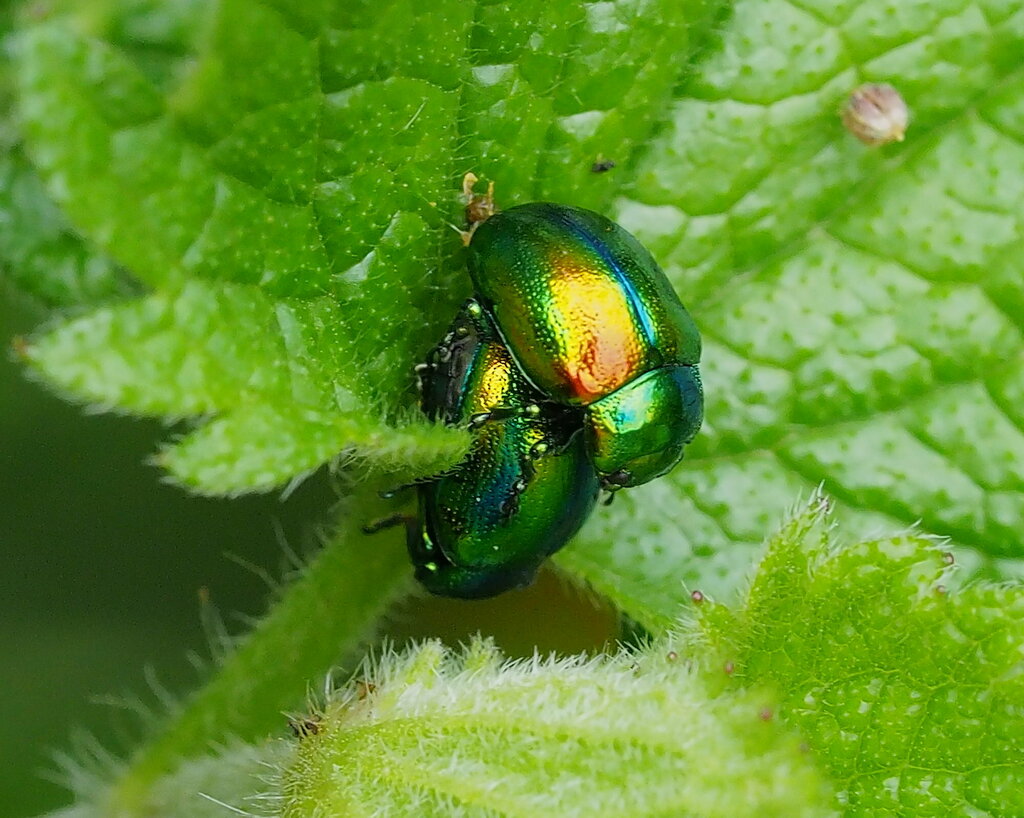 Dead-nettle Leaf Beetle from Halesowen, UK on June 18, 2024 at 03:12 PM ...