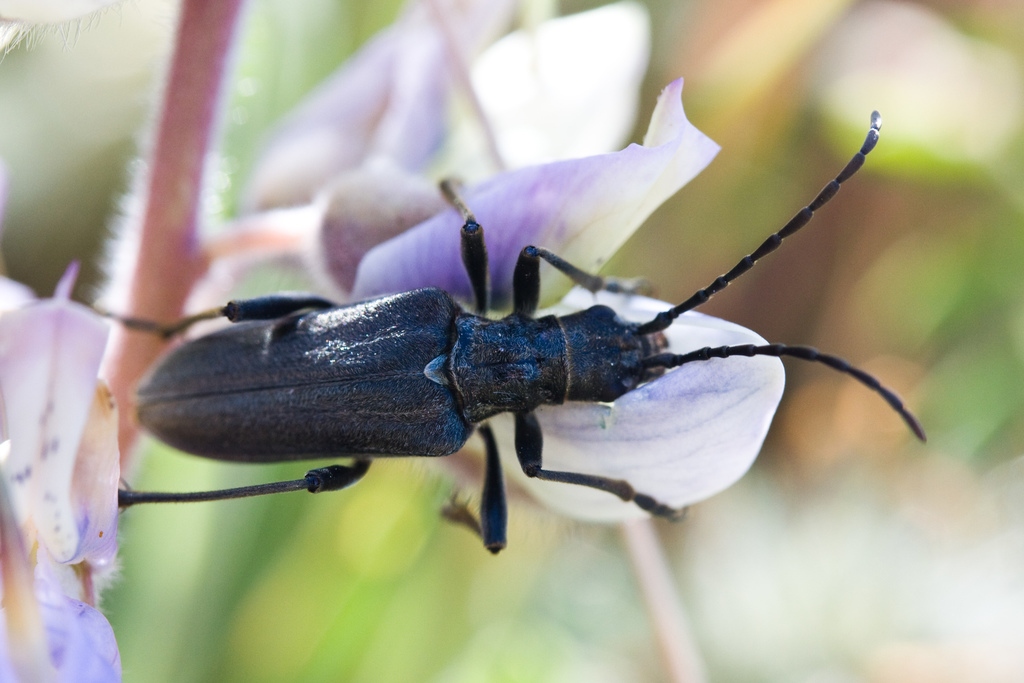 Stenocorus vestitus (Longhorn Beetles of the United States) · iNaturalist