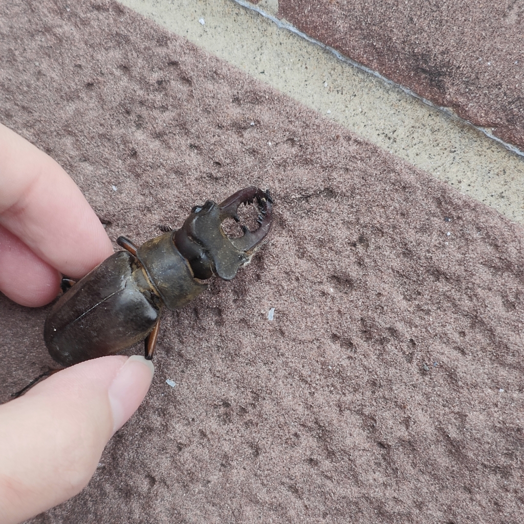 Lucanus boileaui from 瓦屋山 on June 24, 2024 at 07:25 PM by amphipathic ...