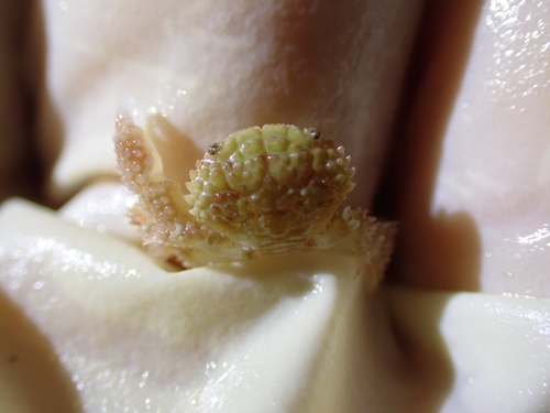 Actaea polyacantha · NaturaLista Colombia