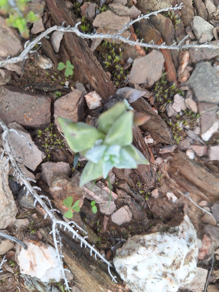Silver-beads from Kannaland Local Municipality, South Africa on June 21 ...