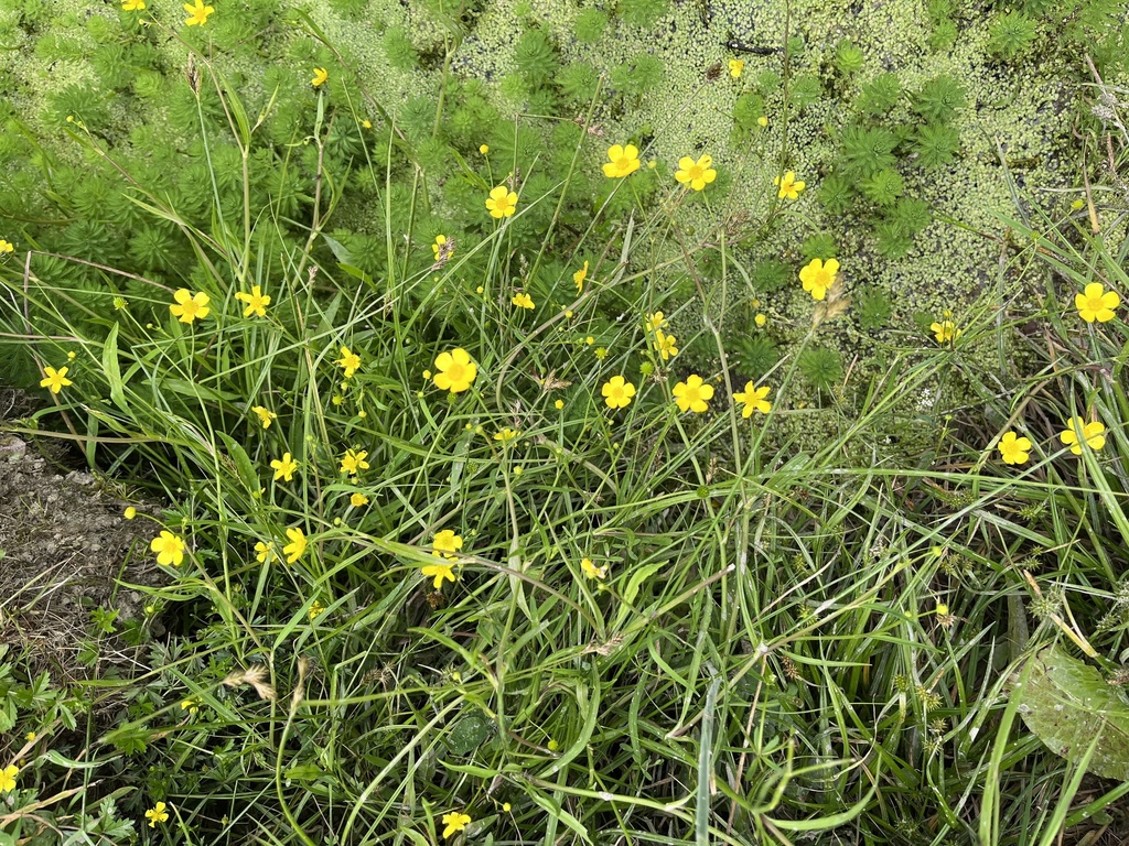 Lesser Spearwort from High Weald AONB, Uckfield, England, GB on June 23 ...