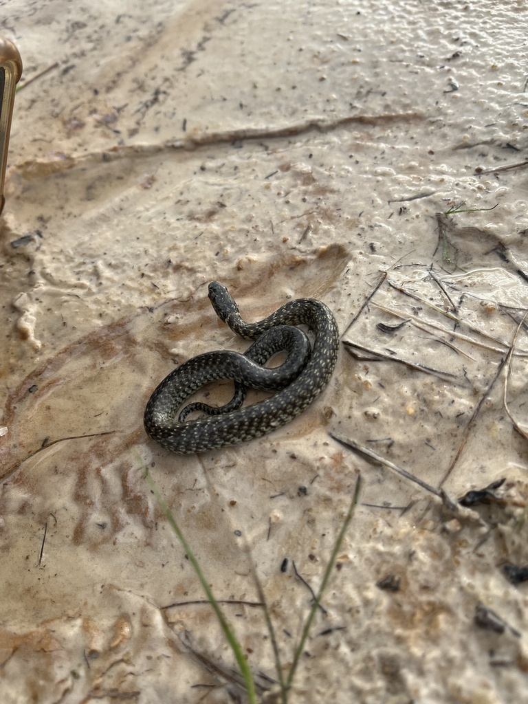 Erythrolamprus cobella from Iracoubo, GF on June 22, 2024 at 08:30 AM ...
