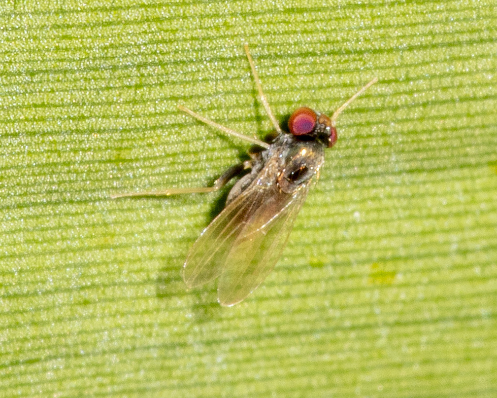 Long-legged Flies from Provincia de Puntarenas, Coto Brus, Costa Rica ...