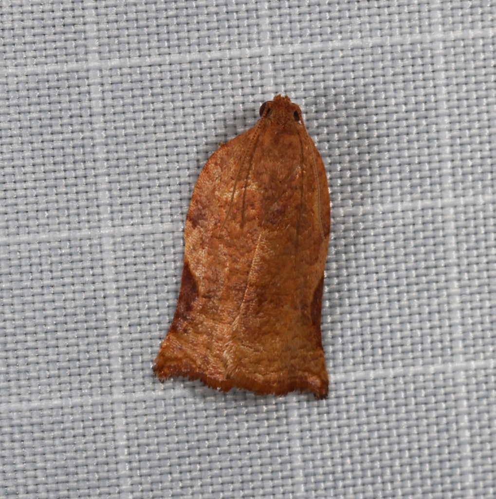 Homona from Lantau Island, Hong Kong on June 23, 2024 at 07:49 PM by ...