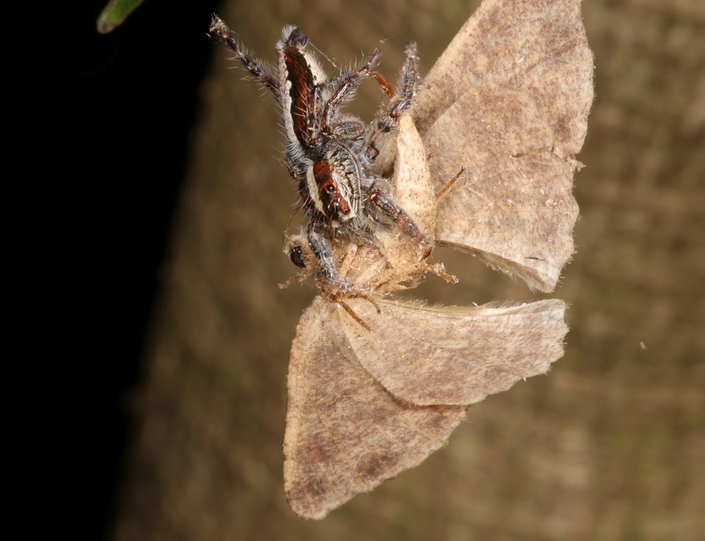 Pancorius crassipes from Lantau Island, Hong Kong on June 23, 2024 at ...