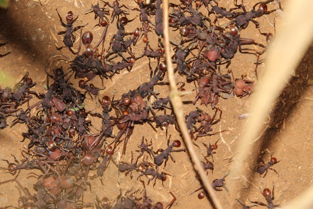 Nomamyrmex esenbeckii from Jequitinhonha, MG, 39960-000, Brasil on June ...