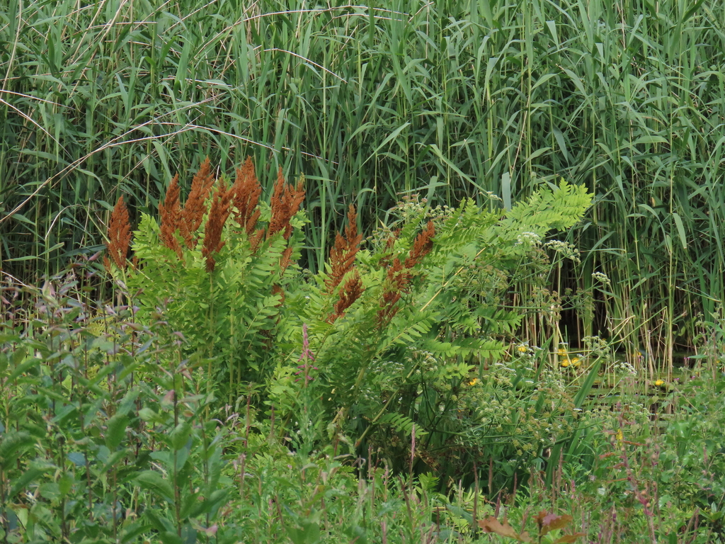 European royal fern from Lancashire, England, GB on June 21, 2024 at 03 ...