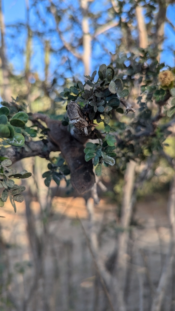 Dog Poop Bush from 23361 BCS, Mexico on June 24, 2024 at 07:10 AM by ...