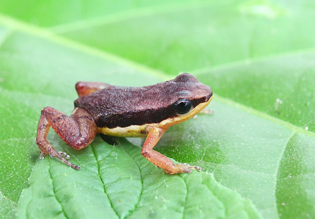 Allobates olfersioides from Gravatá - PE, Brasil on 24 de junho de 2024 ...