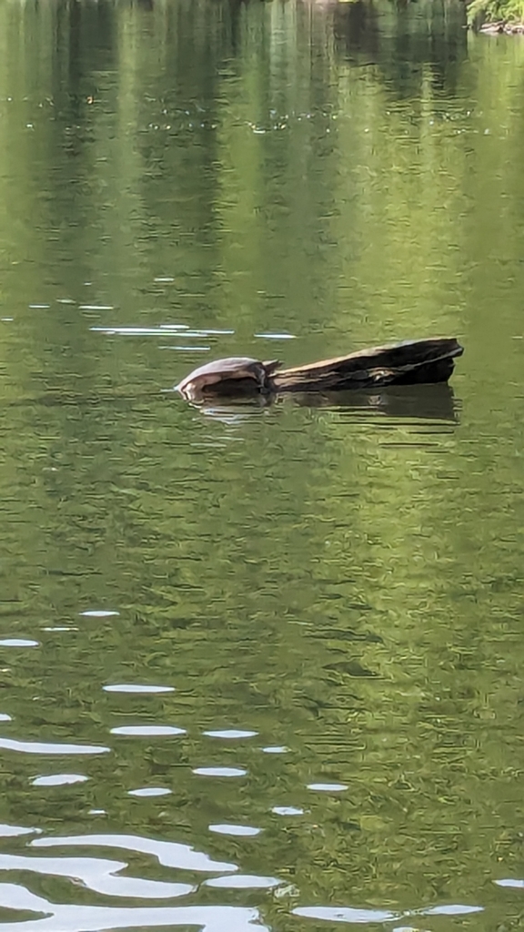 Spiny Softshell from Sinnamahoning, PA 15861, USA on June 16, 2024 at ...