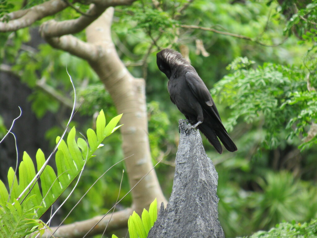 Crows and Ravens from Payong-Payong Beach, Miniloc Island, El Nido ...