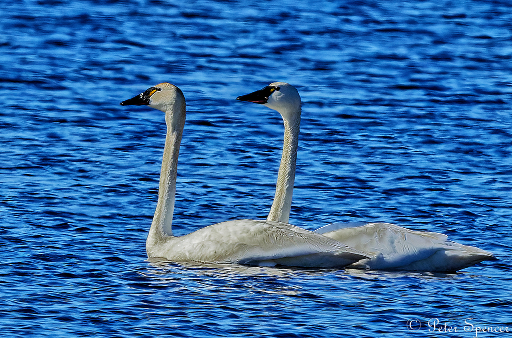 Tundra Swan from Churchill, MB, Canada on June 11, 2022 at 03:08 AM by ...