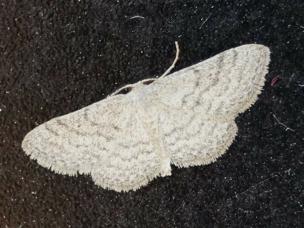 Drab Brown Wave from Lancaster County, NE, USA on June 24, 2024 at 09: ...