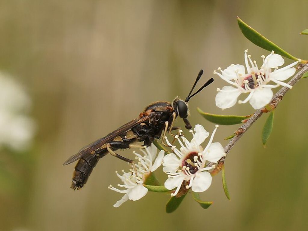 Diochlistus gracilis from Great Alpine Rd, Tambo Crossing VIC 3893 ...