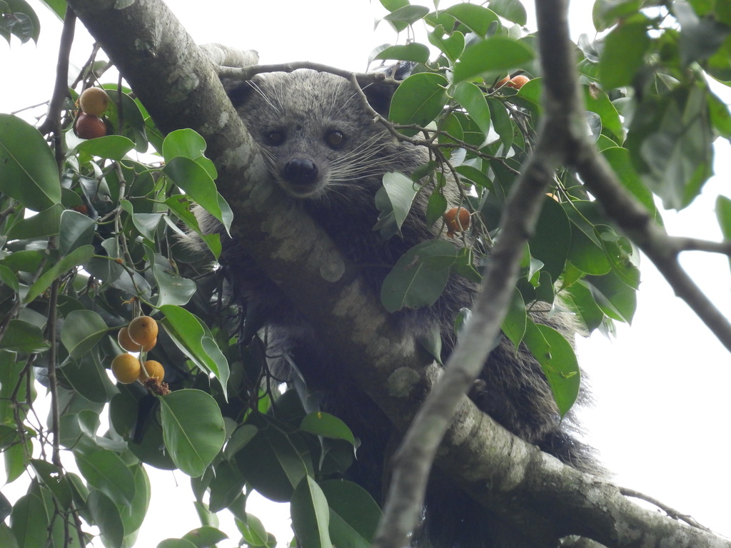 Binturong in March 2024 by Aparajita Datta. Feeding on ripe fruits of ...