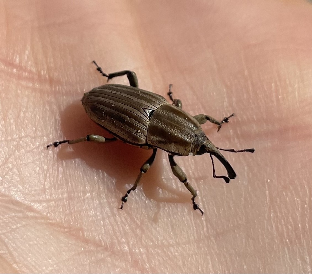 Clay-colored Billbug from Elm Creek Rd, Dayton, MN, US on June 24, 2024 ...