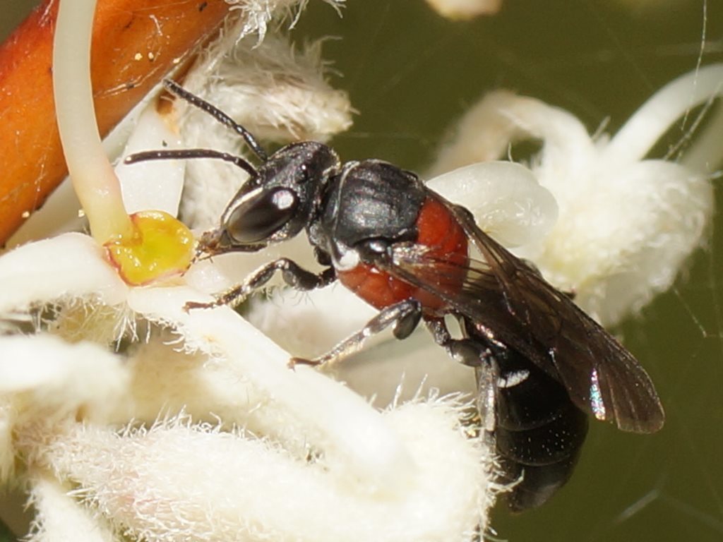 Masked Bees from Sedge Track, Tynong North VIC 3813, Australia on ...