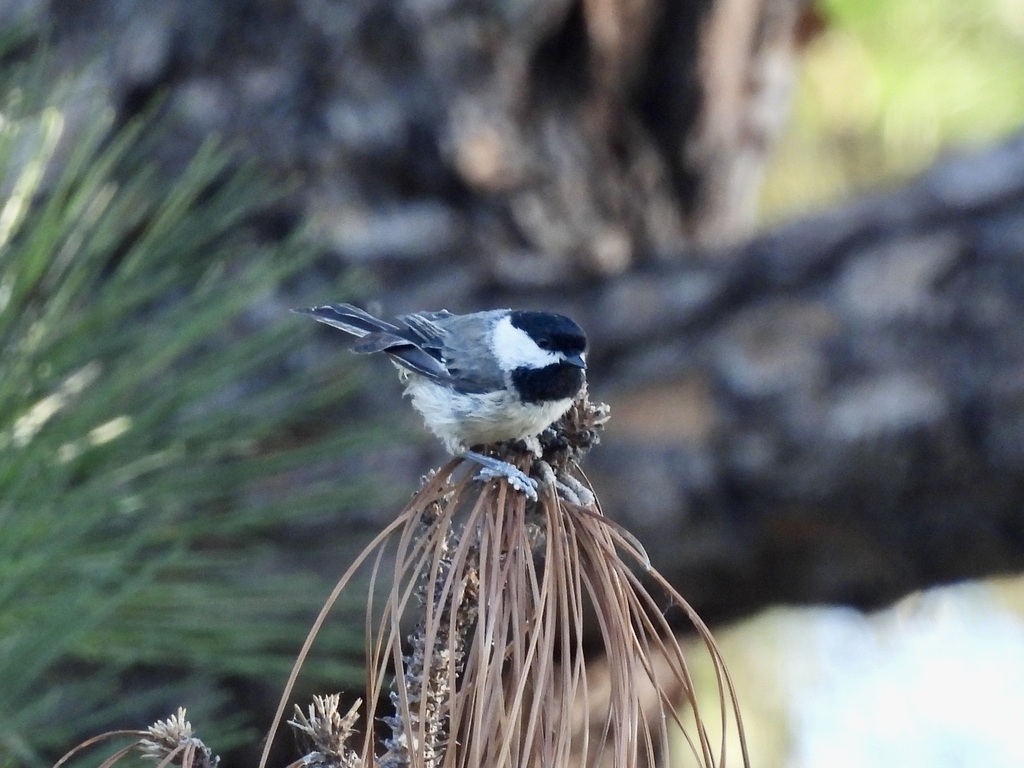 Carolina Chickadee from Flower Mound, TX, USA on June 24, 2024 at 07:31 ...